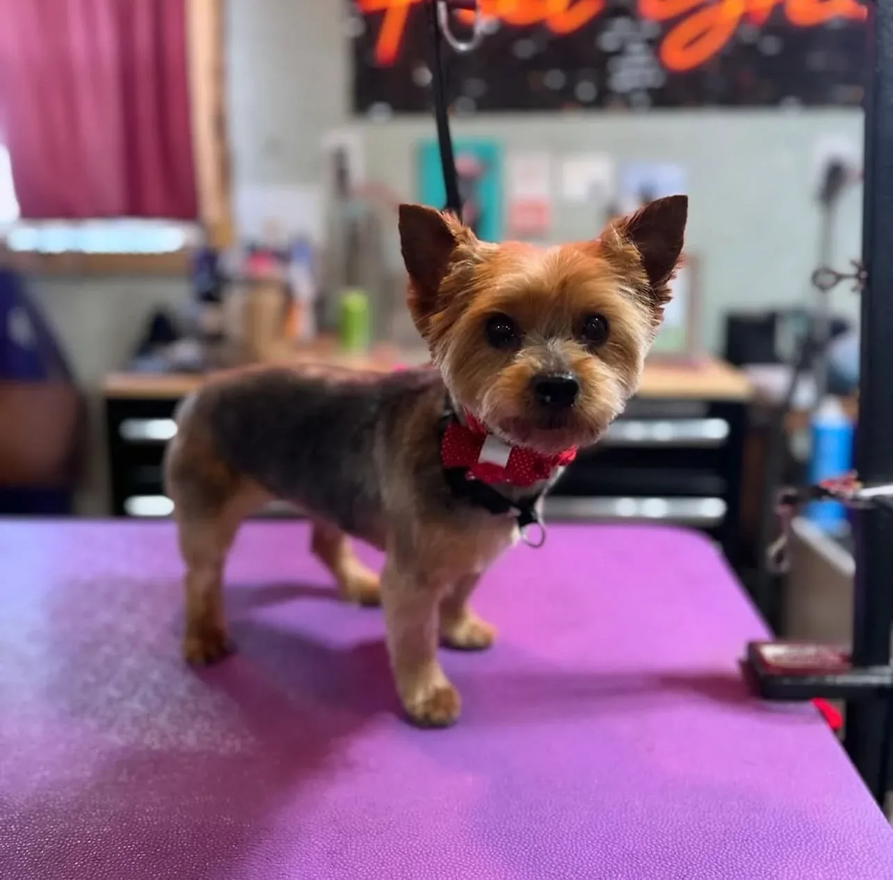 Dog Grooming Winston Salem Nc